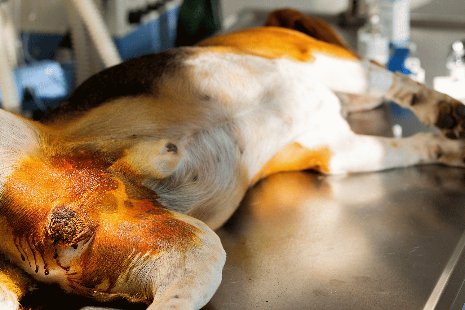 Wat kost het steriliseren van je hond? [update 2025]